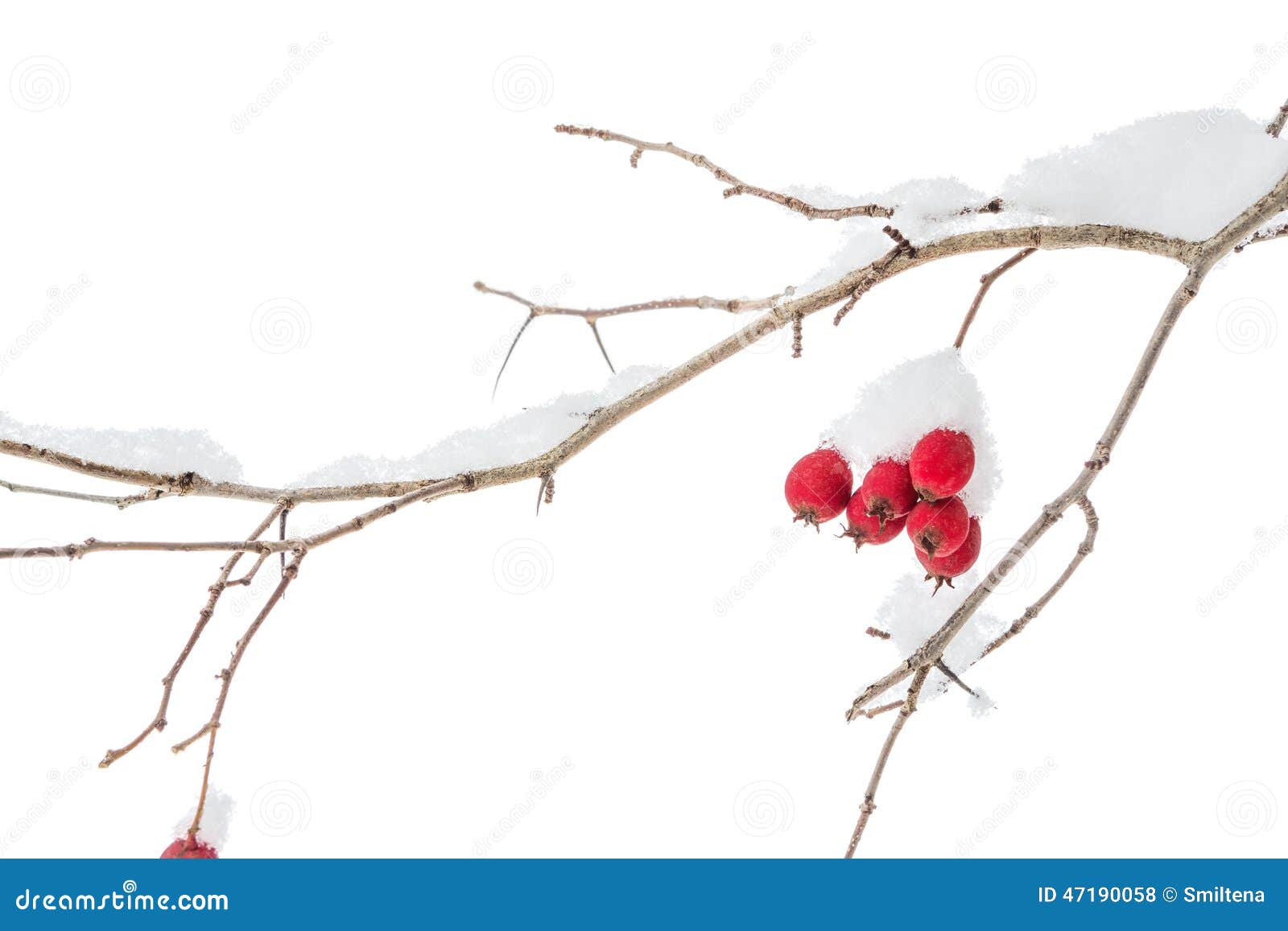 Zweig Mit Roten Beeren Im Winter Stockfoto - Bild von zerbrechlich ...