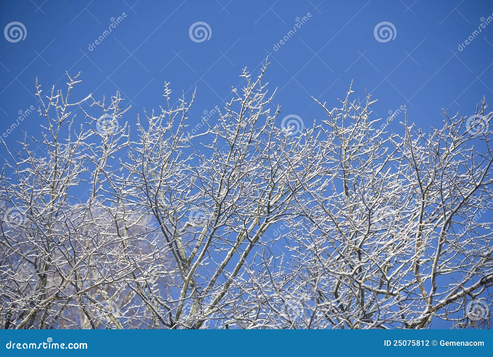 Zweige mit Schnee stockfoto. Bild von blau, schneien - 25075812