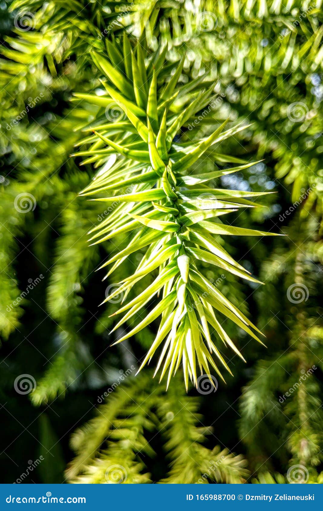 Zweigstelle Araucaria Araucana, Puzzle Monkey, Affenschwanzbaum Oder ...