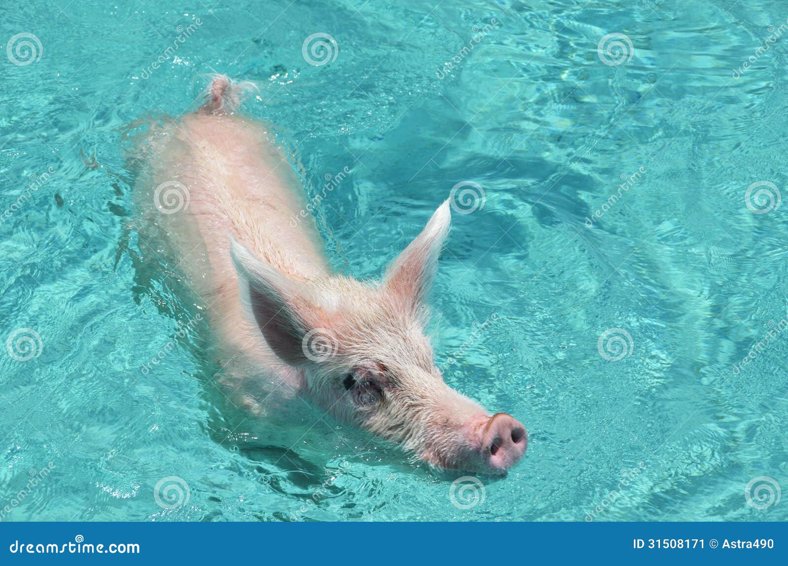 Zwemmend Varken stock afbeelding. Image of grappig, varken - 31508171