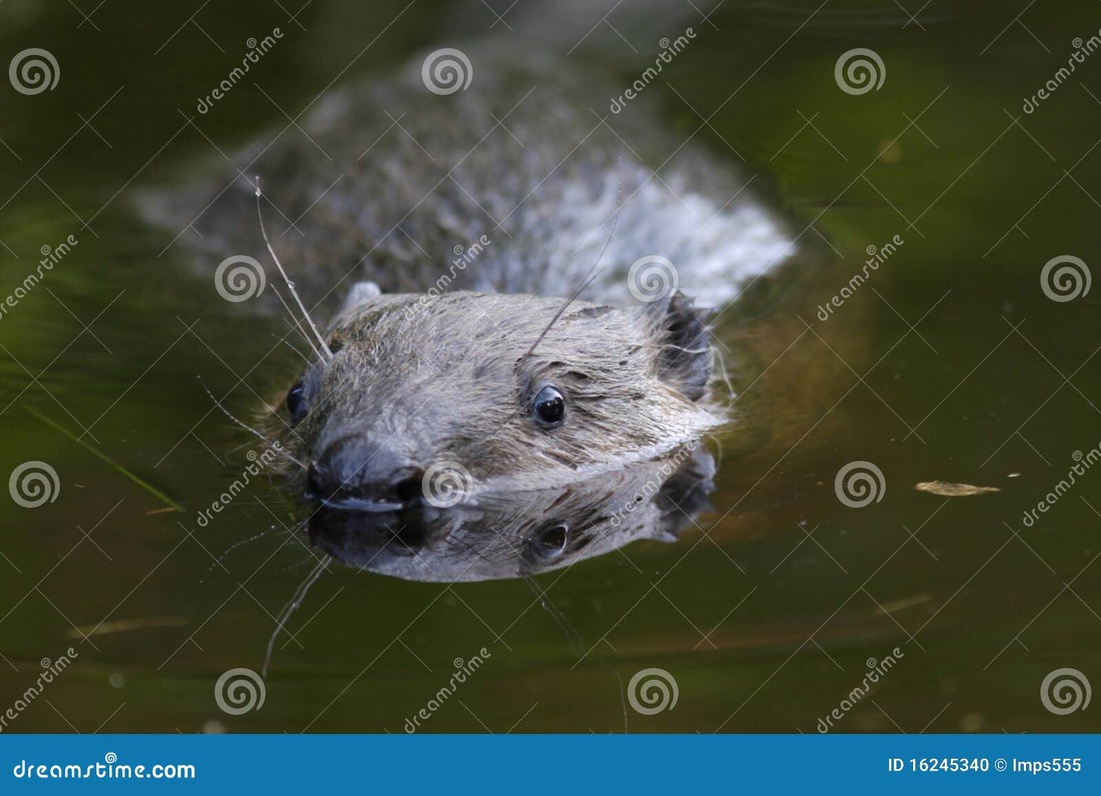 Zwemmende bever stock foto. Image of europees, bevers - 16245340