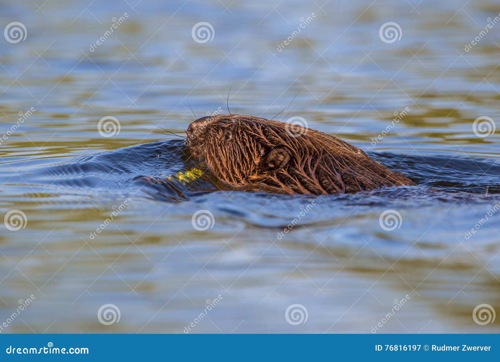 Zwemmende bever stock afbeelding. Image of timmerman - 76816197