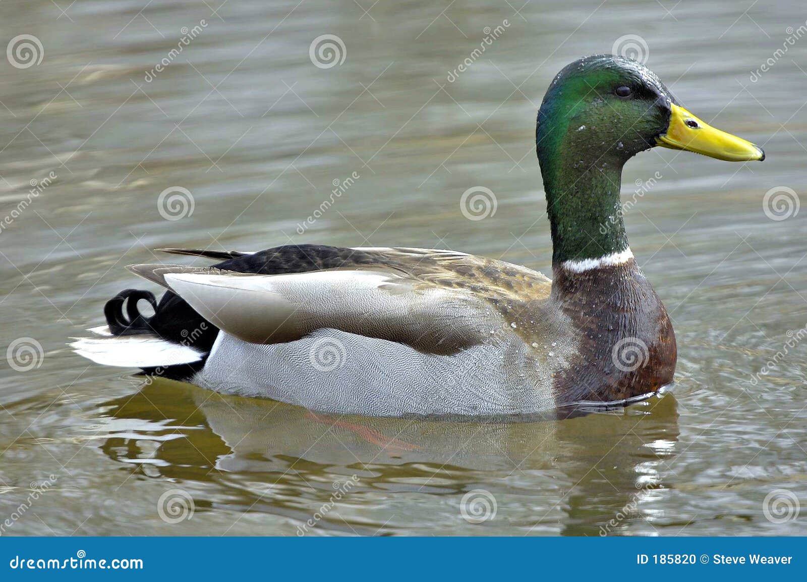 Zwemmende eend stock foto. Image of water, vogel, veer - 185820