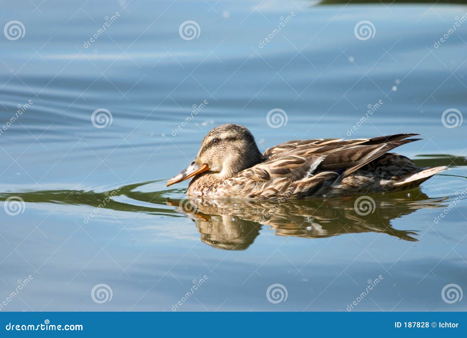 Zwemmende Eend Picture. Image: 187828