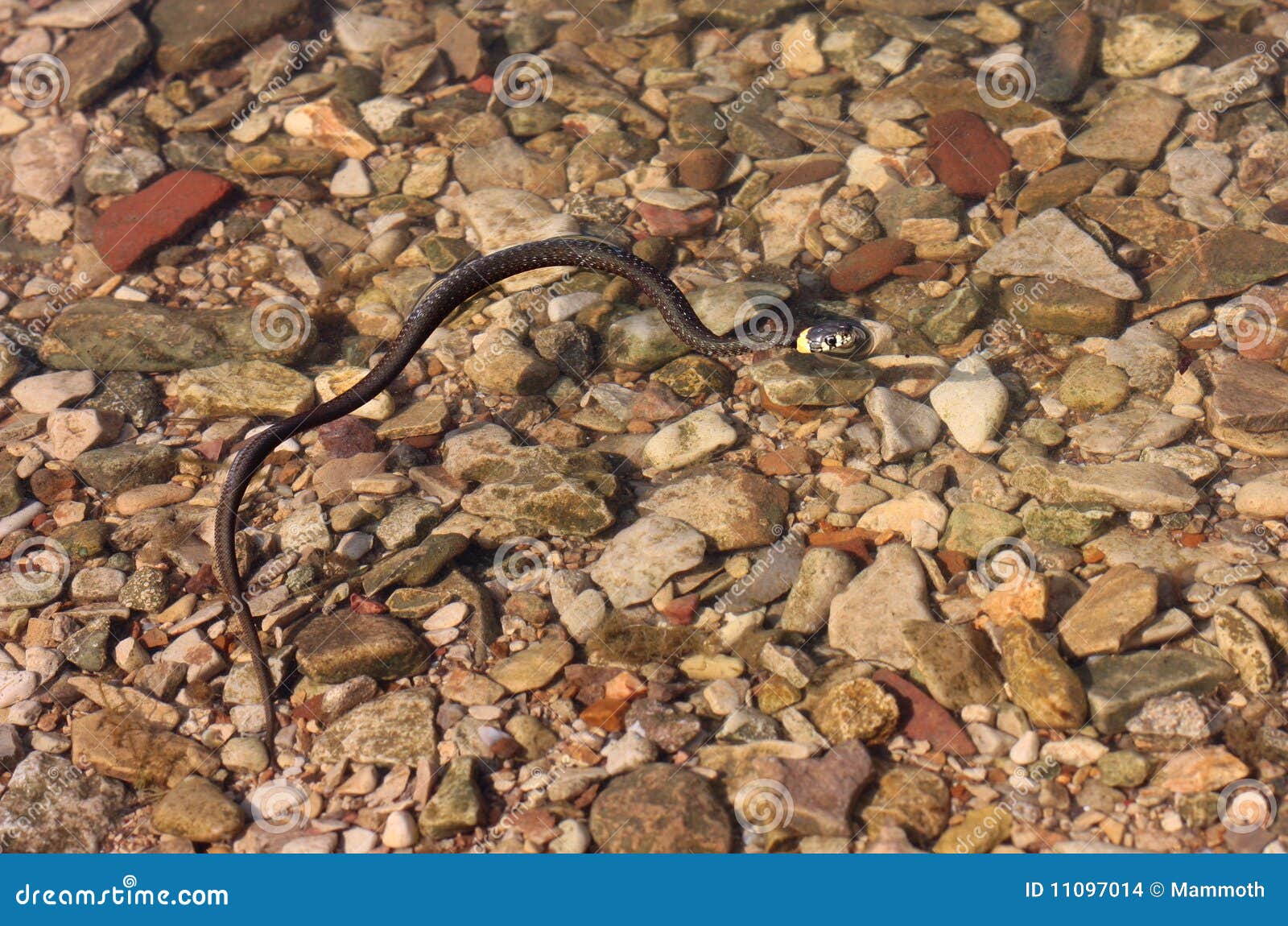 Zwemmende Gras-slang (Natrix Natrix) Stock Foto - Image of ...