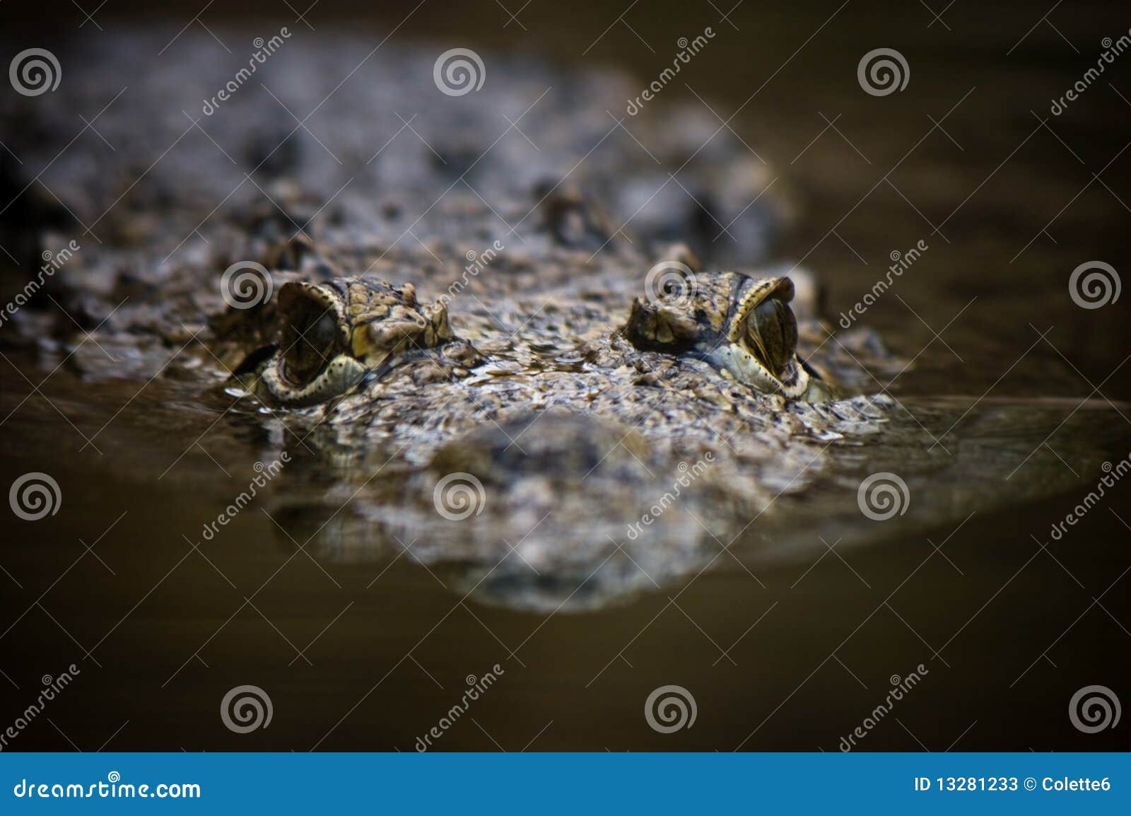 Zwemmende krokodil stock afbeelding. Image of mond, krokodillen - 13281233