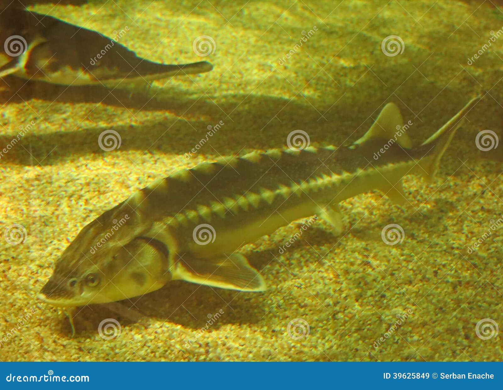 Zwemmende Steur stock afbeelding. Image of vissen, wild - 39625849