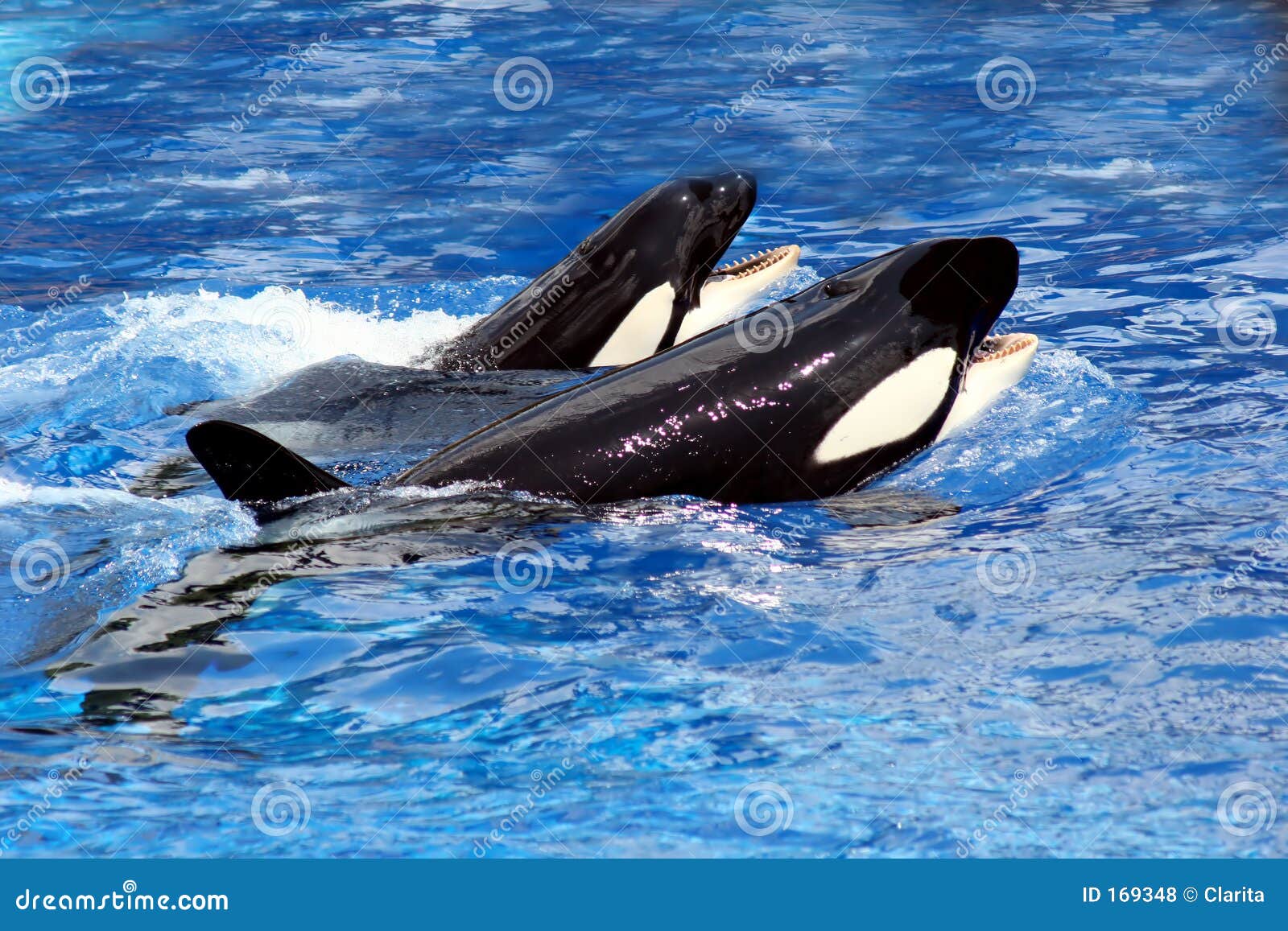 Zwemmende walvissen stock foto. Image of wild, dier, aquatisch - 169348