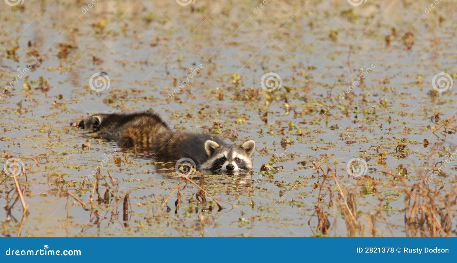 Zwemmende Wasberen stock foto. Image of procyon, nave - 2821378