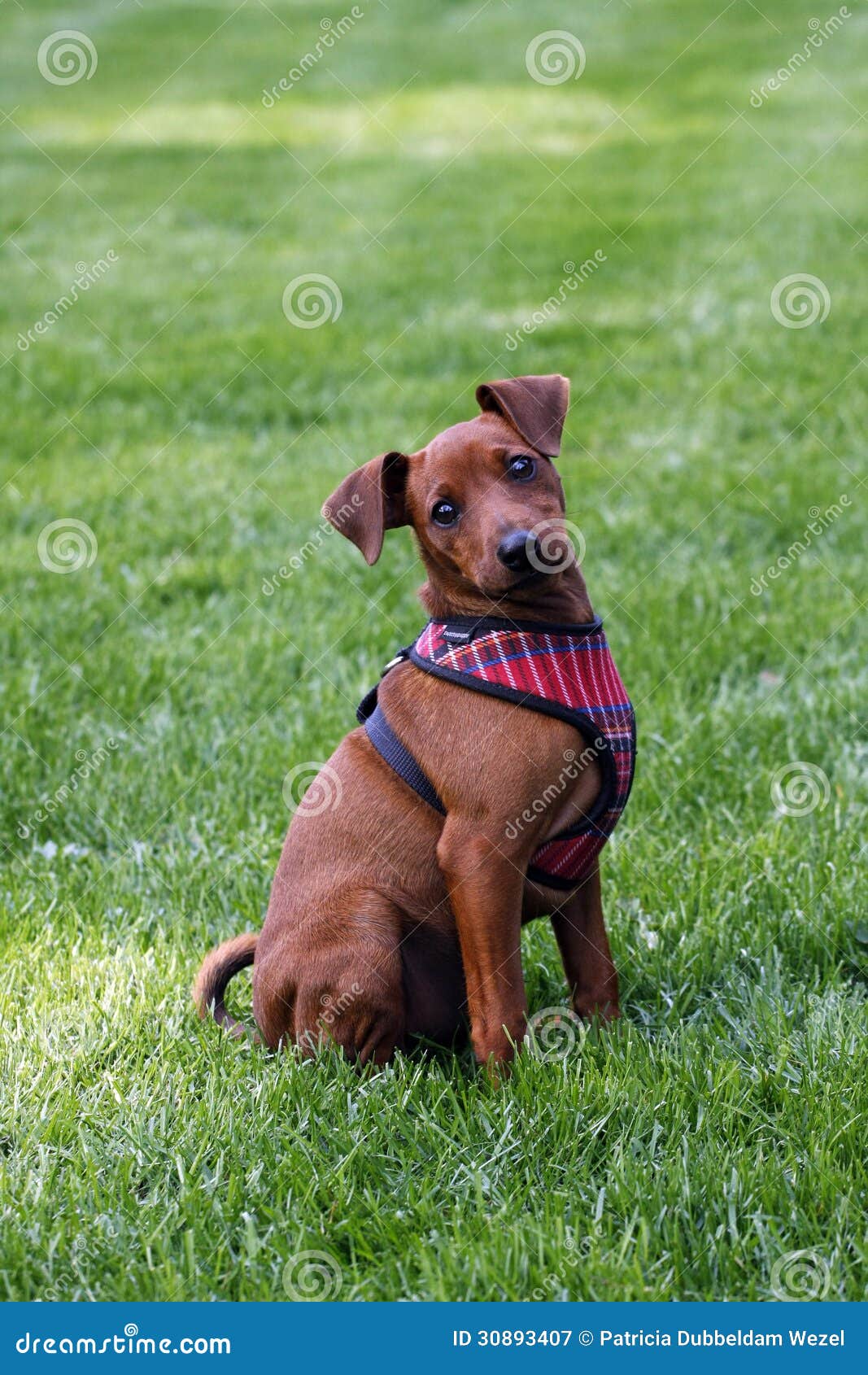 Zwerg Pincher imagem de stock. Imagem de fundos, minuto - 30893407