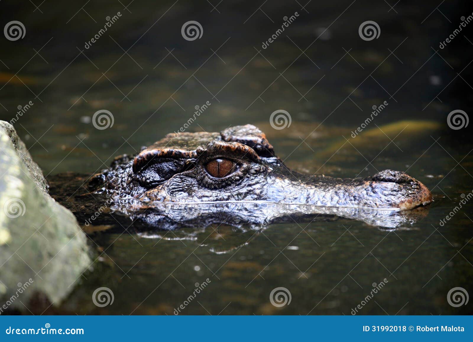 Zwergartiger Kaiman stockfoto. Bild von tier, reptil - 31992018
