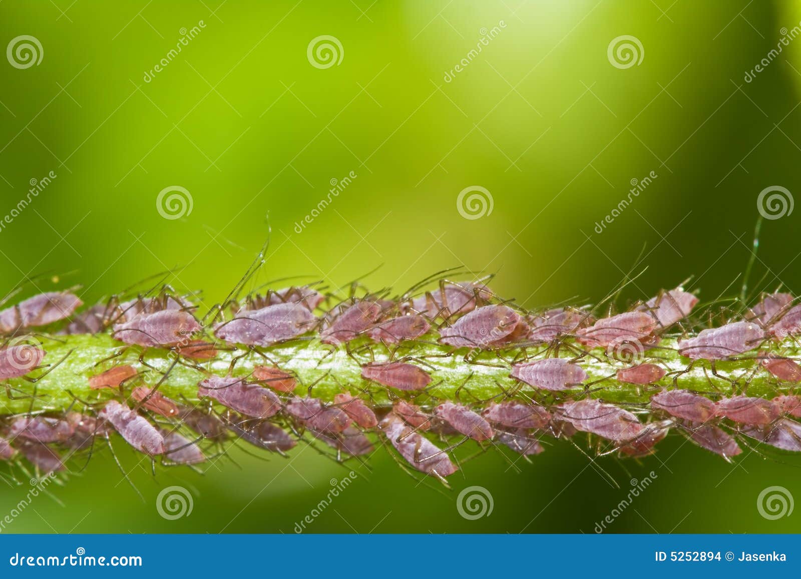 Zwerm van luizen stock foto. Image of neet, installatie - 5252894