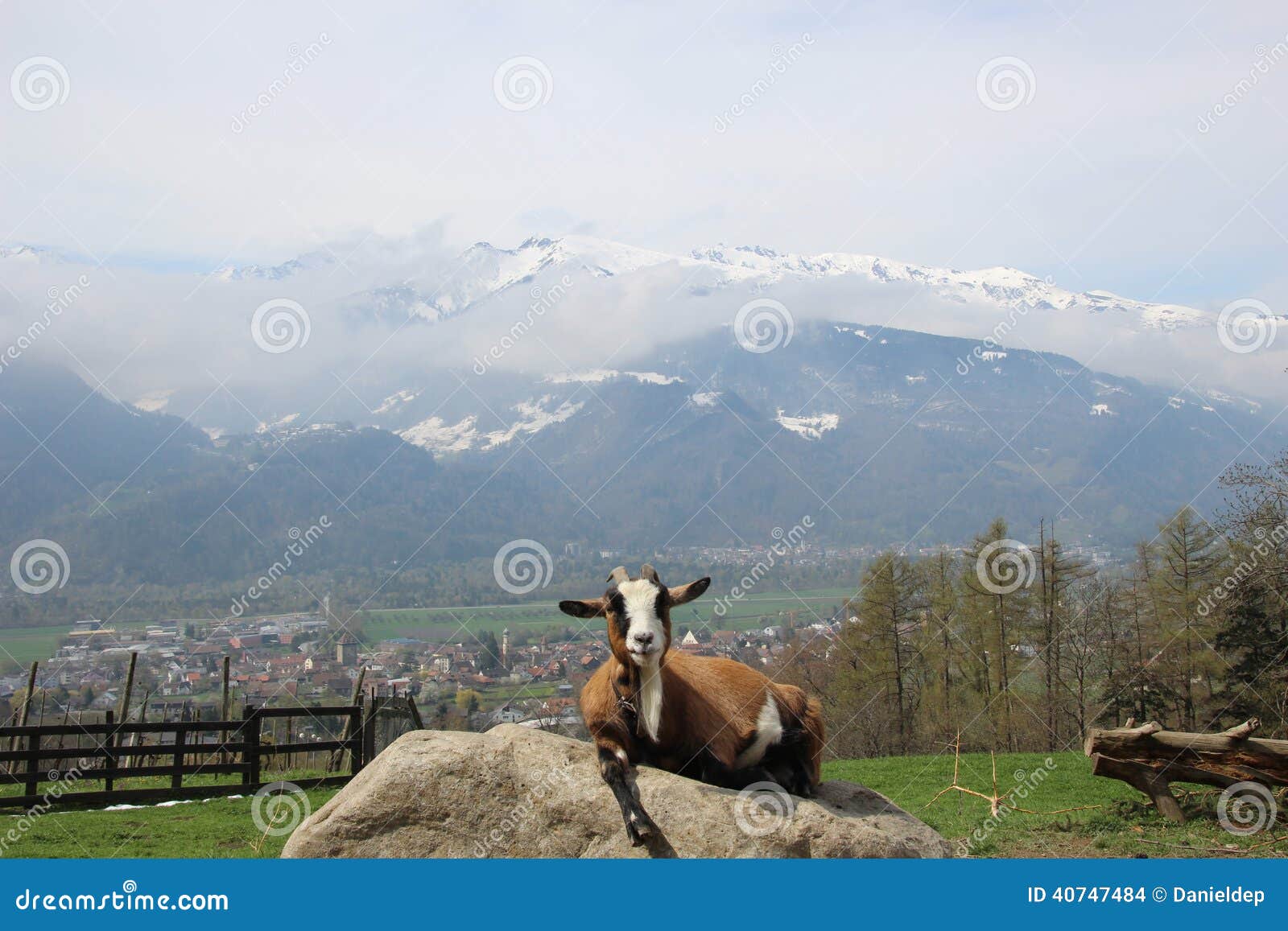 Zwitserse Berggeit stock foto. Image of ontspanning, alpen - 40747484