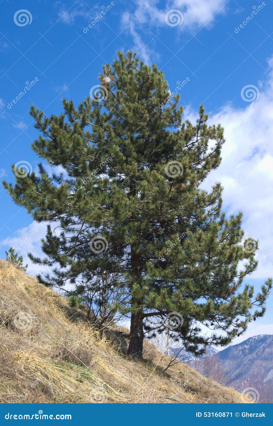 Zwitserse Pijnboom (Pinus Cembra) Stock Afbeelding - Image of ...