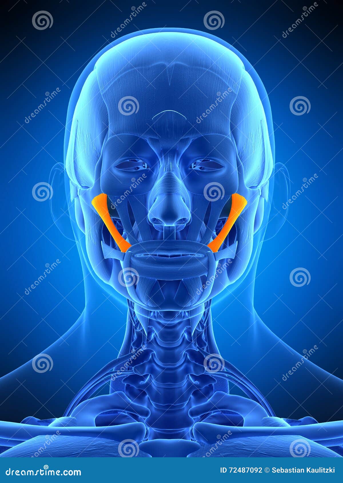 Zygomaticus Major Function