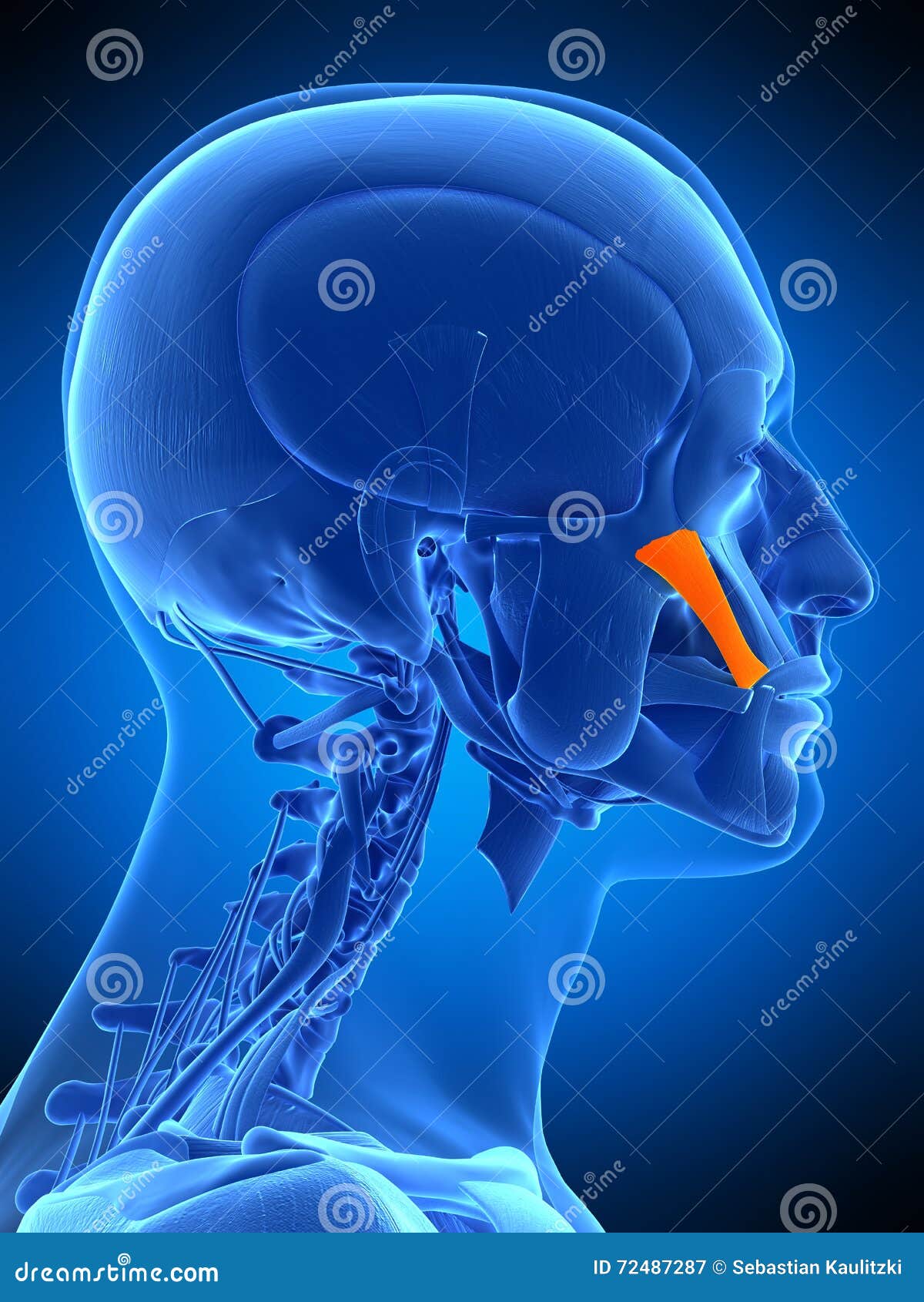 The zygomaticus major stock illustration. Illustration of system - 72487287