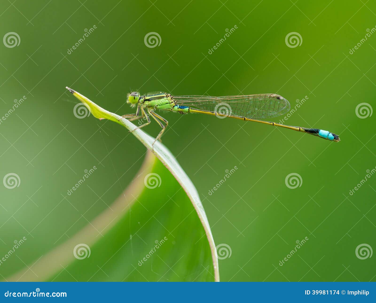 Zygoptera stock photo. Image of resting, closeup, invertebrate - 39981174