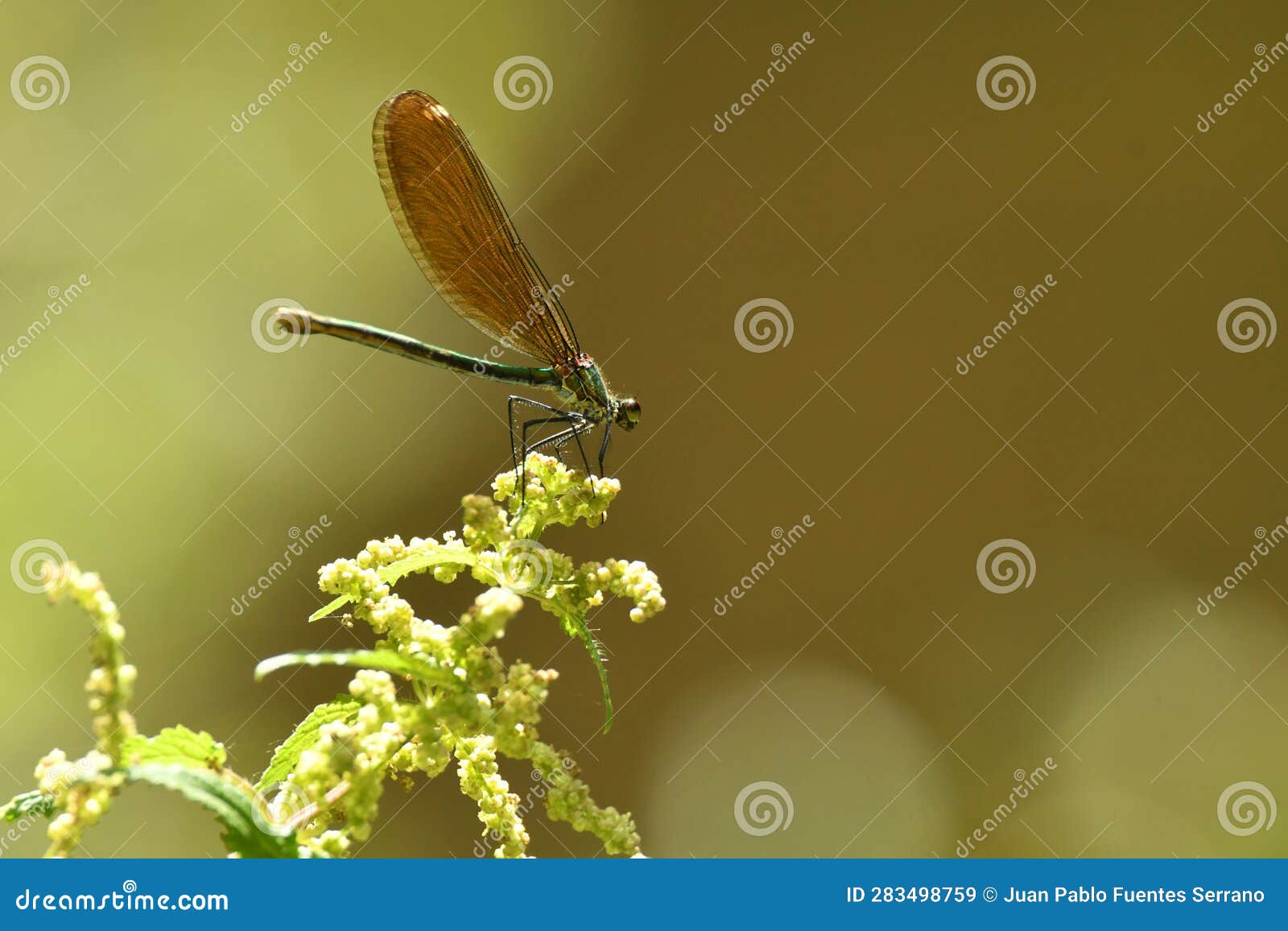 Zygoptera in the Tormes River in Gredos. Stock Image - Image of birds ...