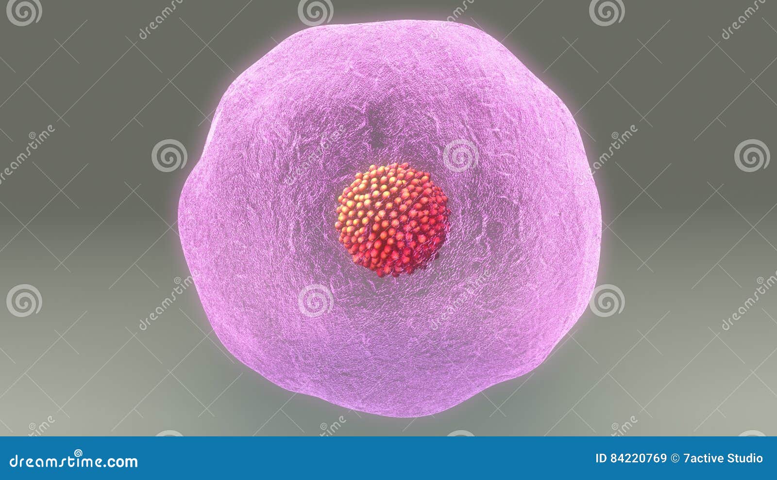 Zygote 库存图片. 图片 包括有 人力, 体外, 受精, 子宫颈, 电池, 光环, 酵素, 细胞质 - 84220769