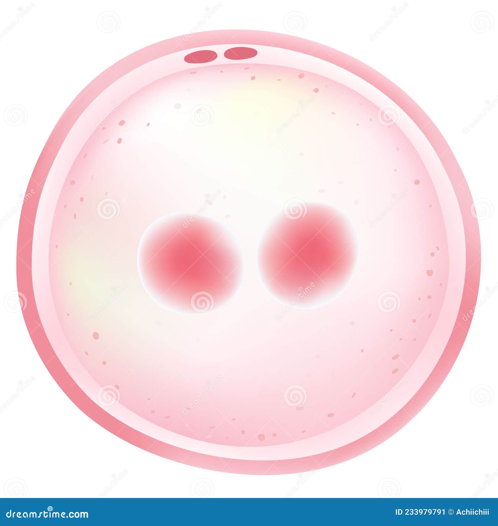 A Zygote is a Eukaryotic Cell. Stock Vector - Illustration of ...