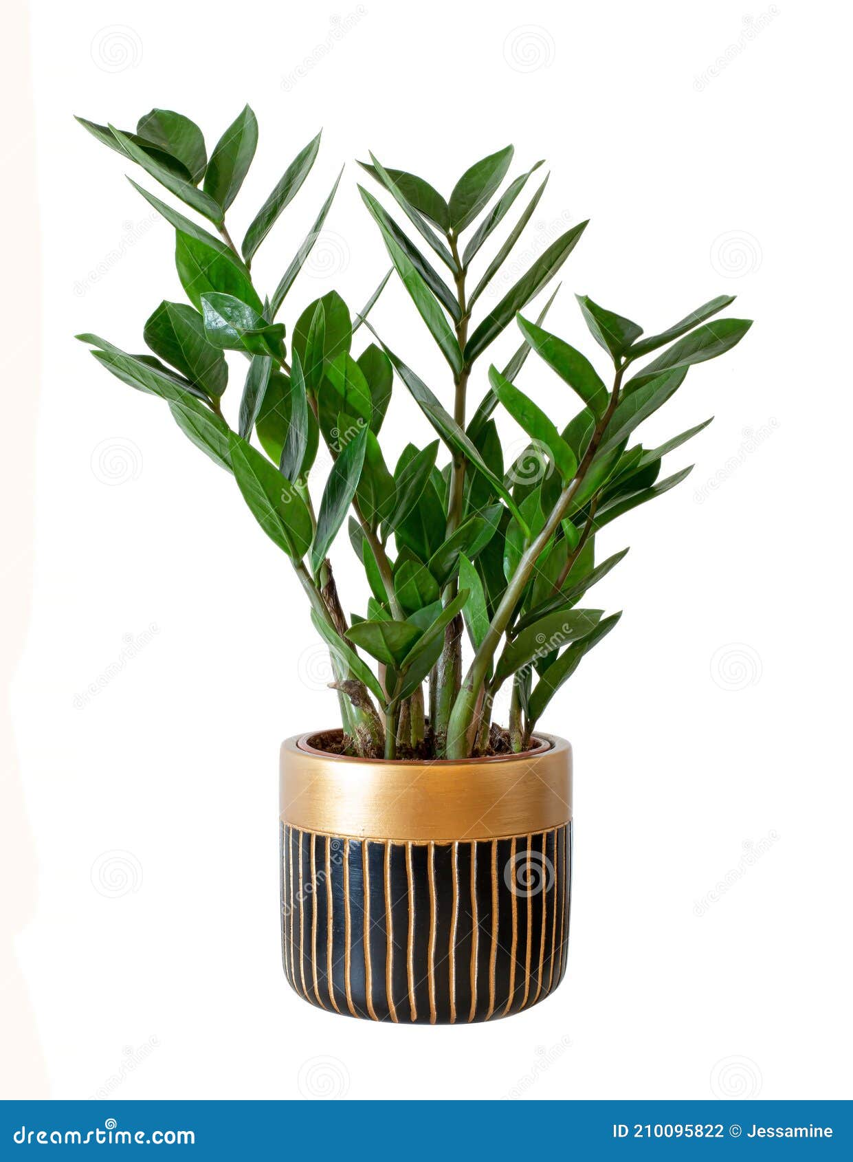 ZZ Plant in Elegant Flowerpot Stock Photo - Image of botanical, leaf ...