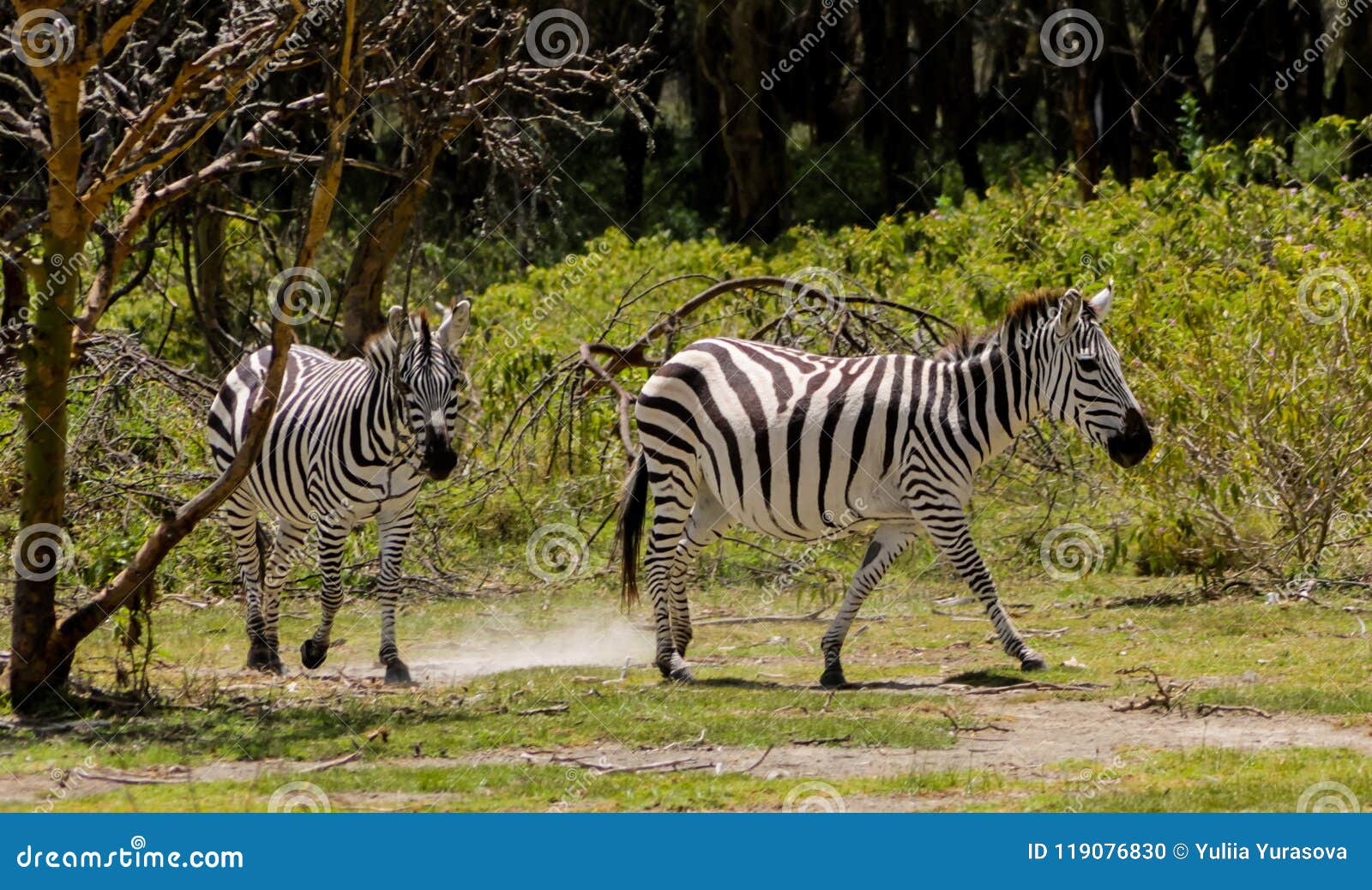 Zzebra Em Animais Selvagens Africanos Do Savana Foto de Stock - Imagem de listras, estar: 119076830