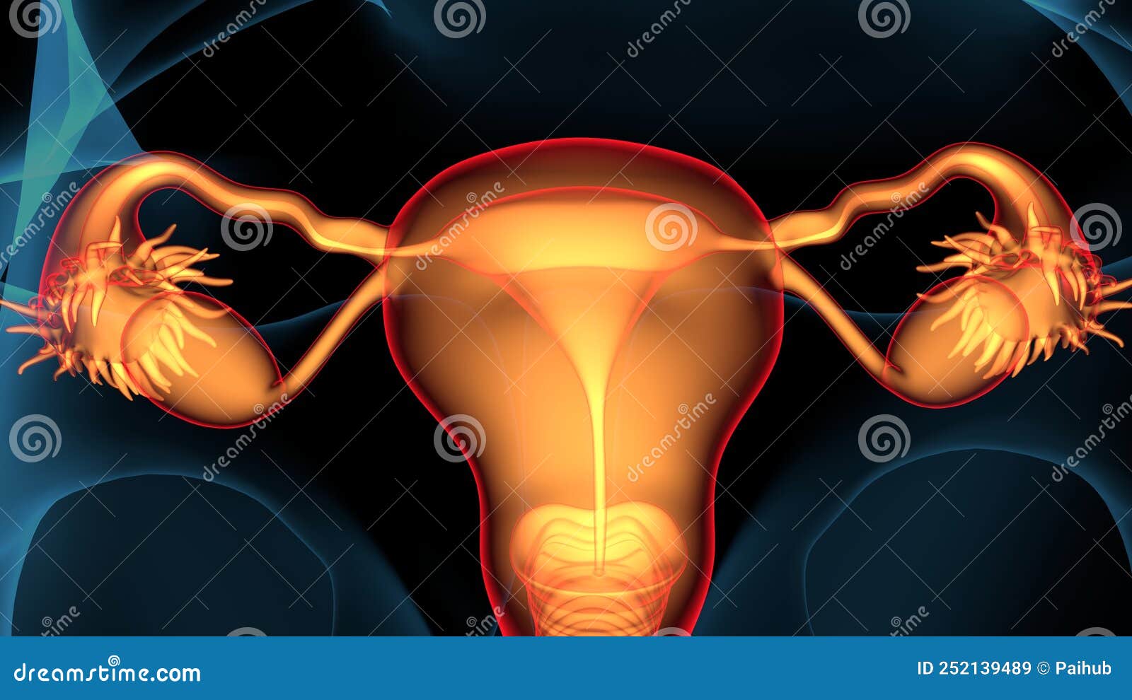 3 ª Ilusión De Anatomía Del Sistema Reproductivo Femenino Stock De