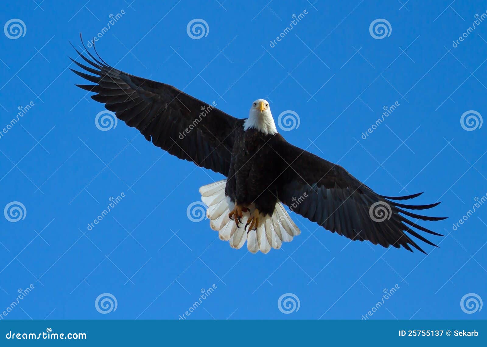 Águila calva en vuelo imagen de archivo. Imagen de fuerza - 25755137