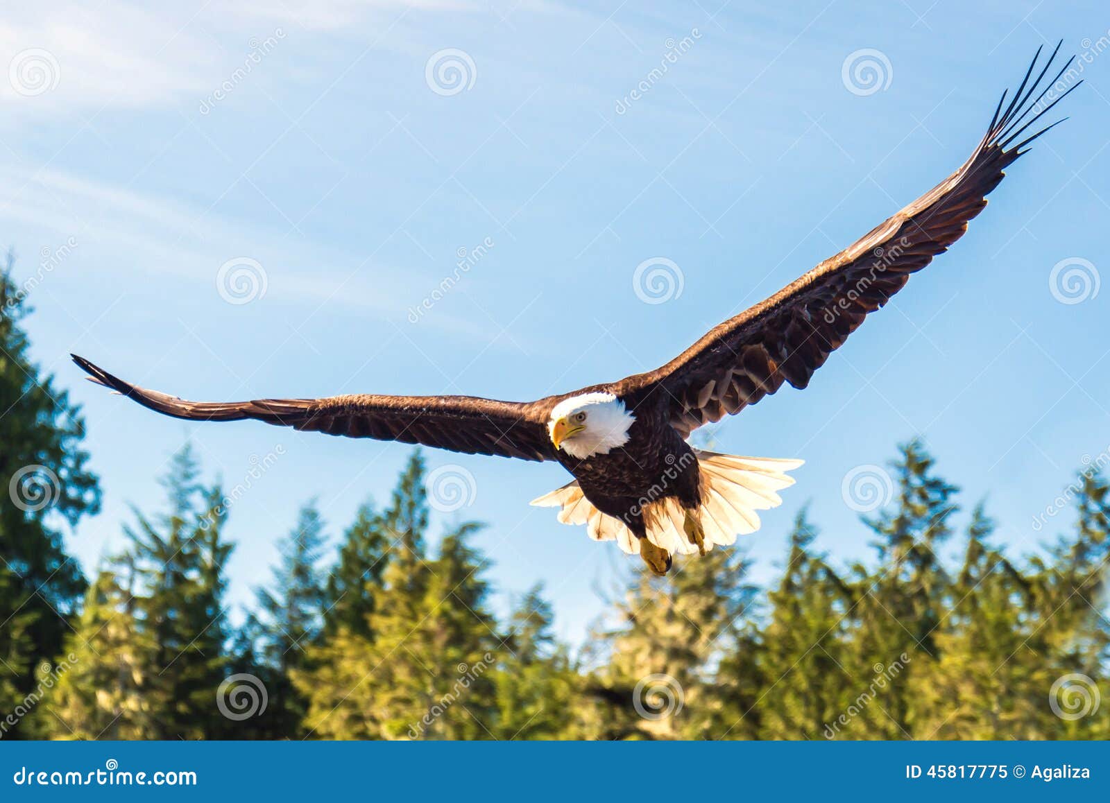 Águila calva en vuelo imagen de archivo. Imagen de along - 45817775
