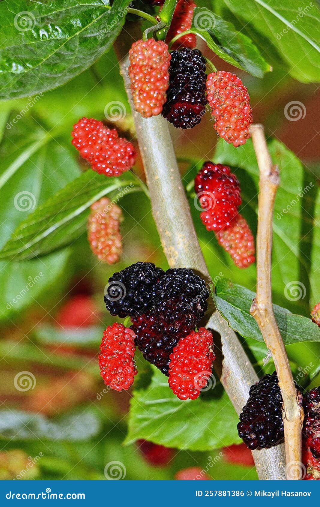 árbol De Moras Con Frutos Maduros En Ramas Foto De Archivo Imagen De Vitaminas Morada 257881386