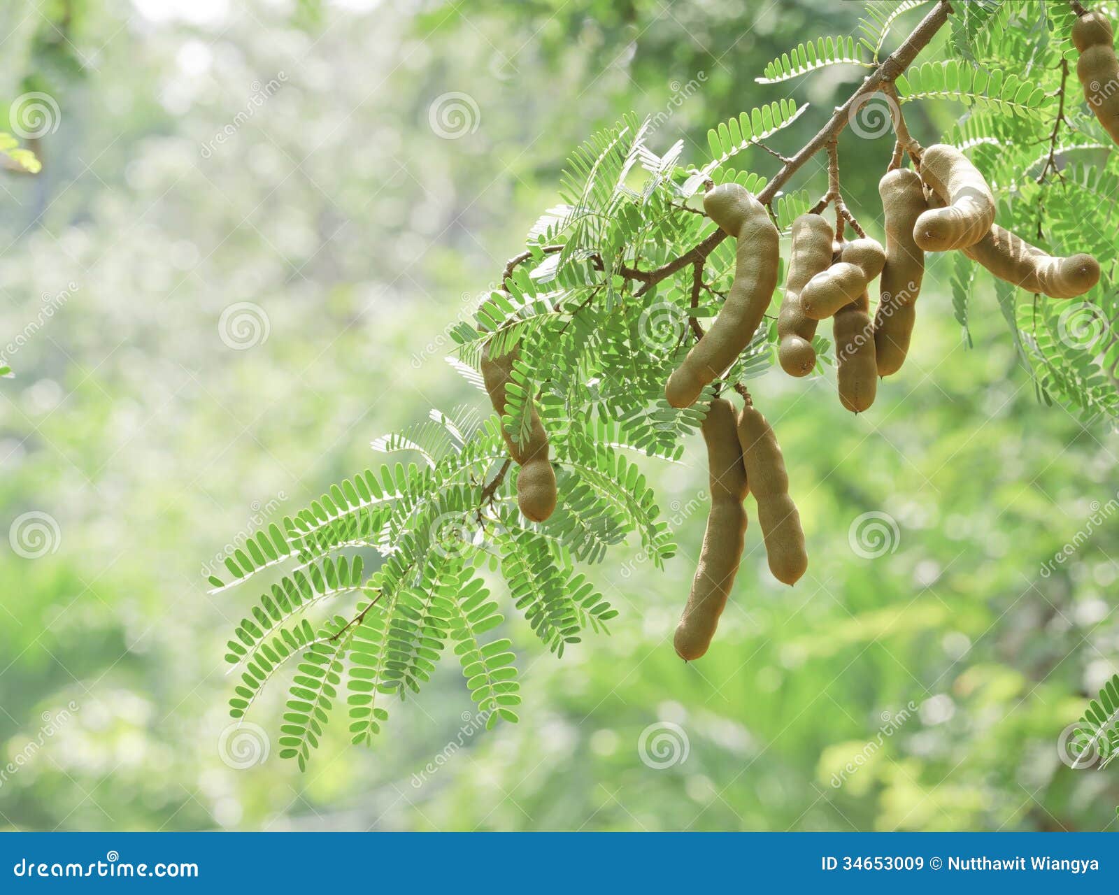 Árbol de tamarindo imagen de archivo. Imagen de planta - 34653009
