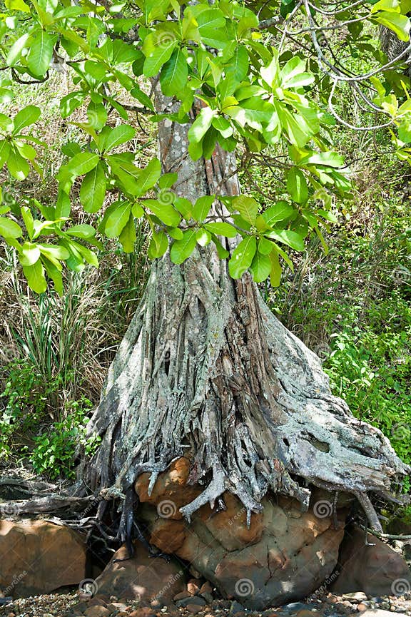 Árbol del mangle imagen de archivo. Imagen de cubo, bosque - 22795259