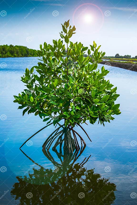 Árbol del mangle en el Sun imagen de archivo. Imagen de ambiente - 101779355