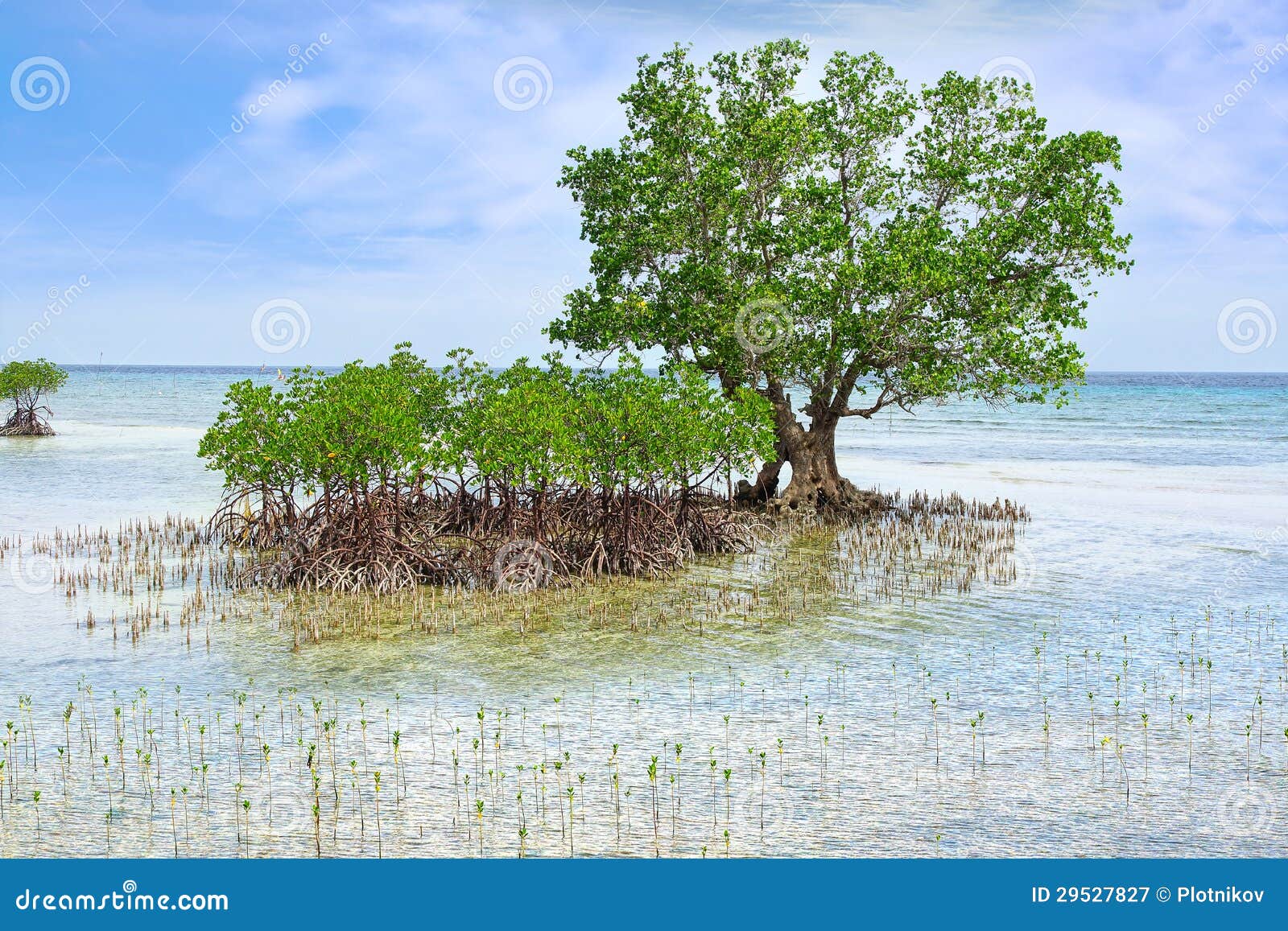 Árbol Del Mangle. Isla De Siquijor, Filipinas Imagen de archivo - Imagen de tropical, mangle ...