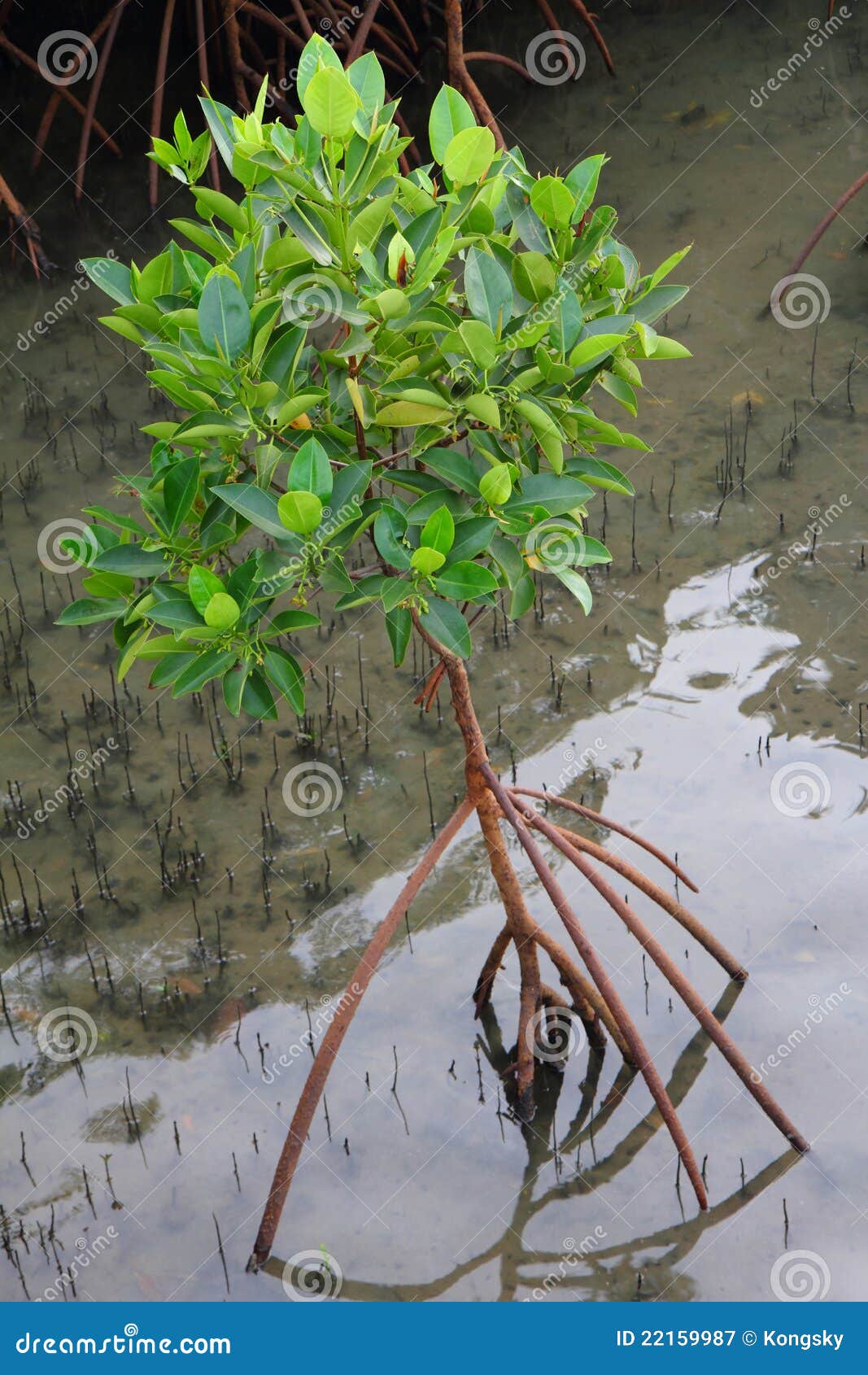 Árbol joven del mangle imagen de archivo. Imagen de bosque - 22159987