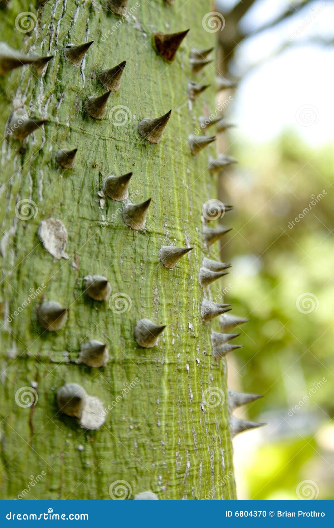 Árbol verde espinoso #2 foto de archivo. Imagen de espinoso - 6804370