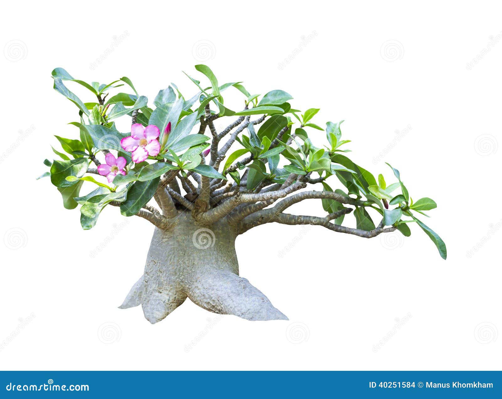 Árvore Do Obesum Do Adenium Isolada Foto De Stock Imagem De Botânica