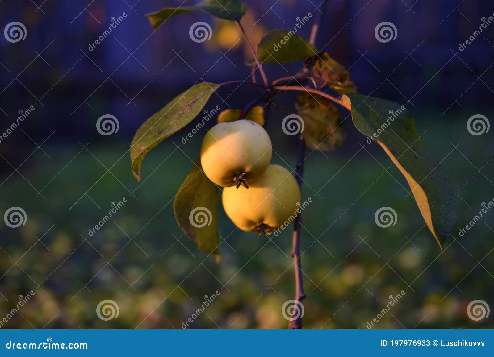 Äpplen Från Mogna Höstgula äpplen På äppelträdens Grenar Fotografering För Bildbyråer Bild Av