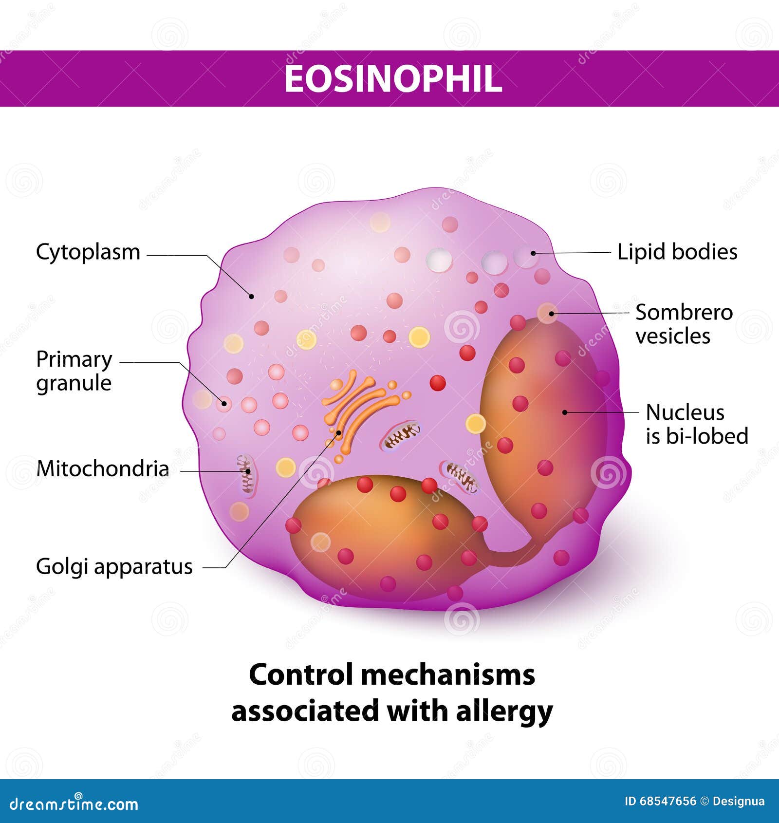 Eosinophiles Bas