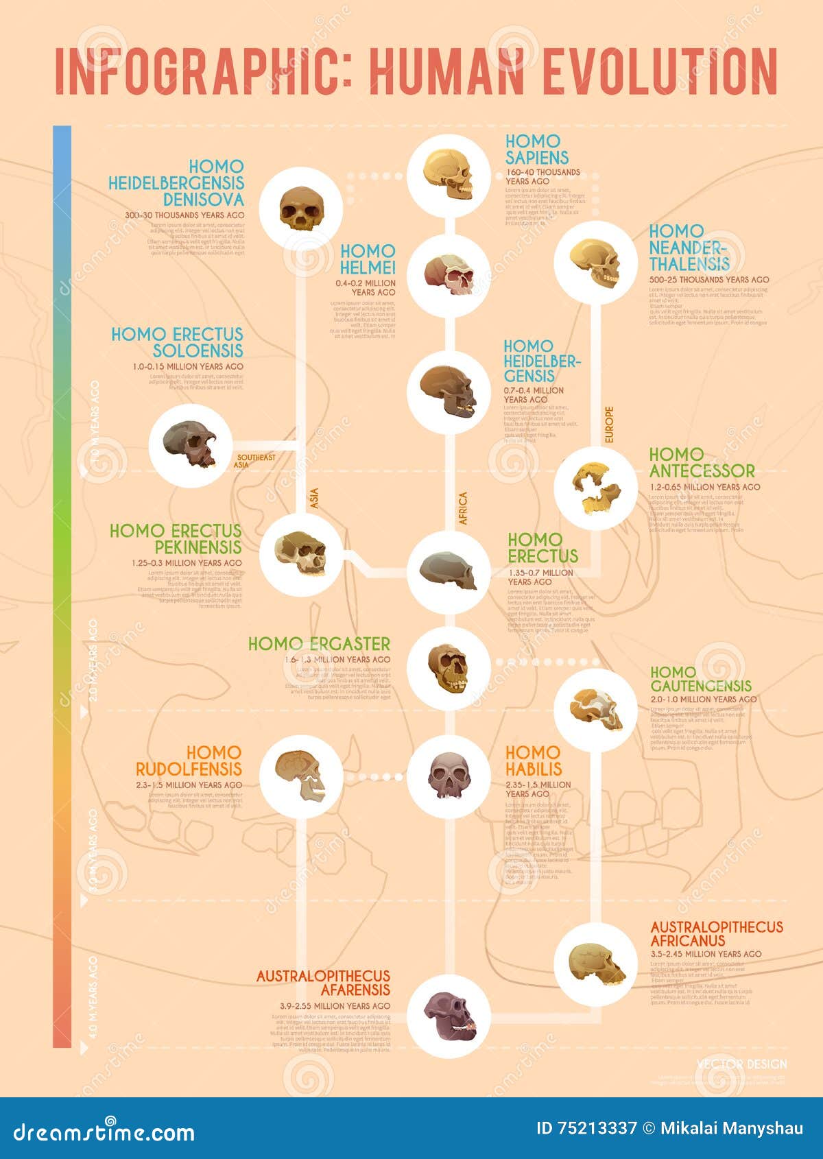 Évolution Humaine Infographic Illustration Stock - Illustration du histoire, information: 75213337
