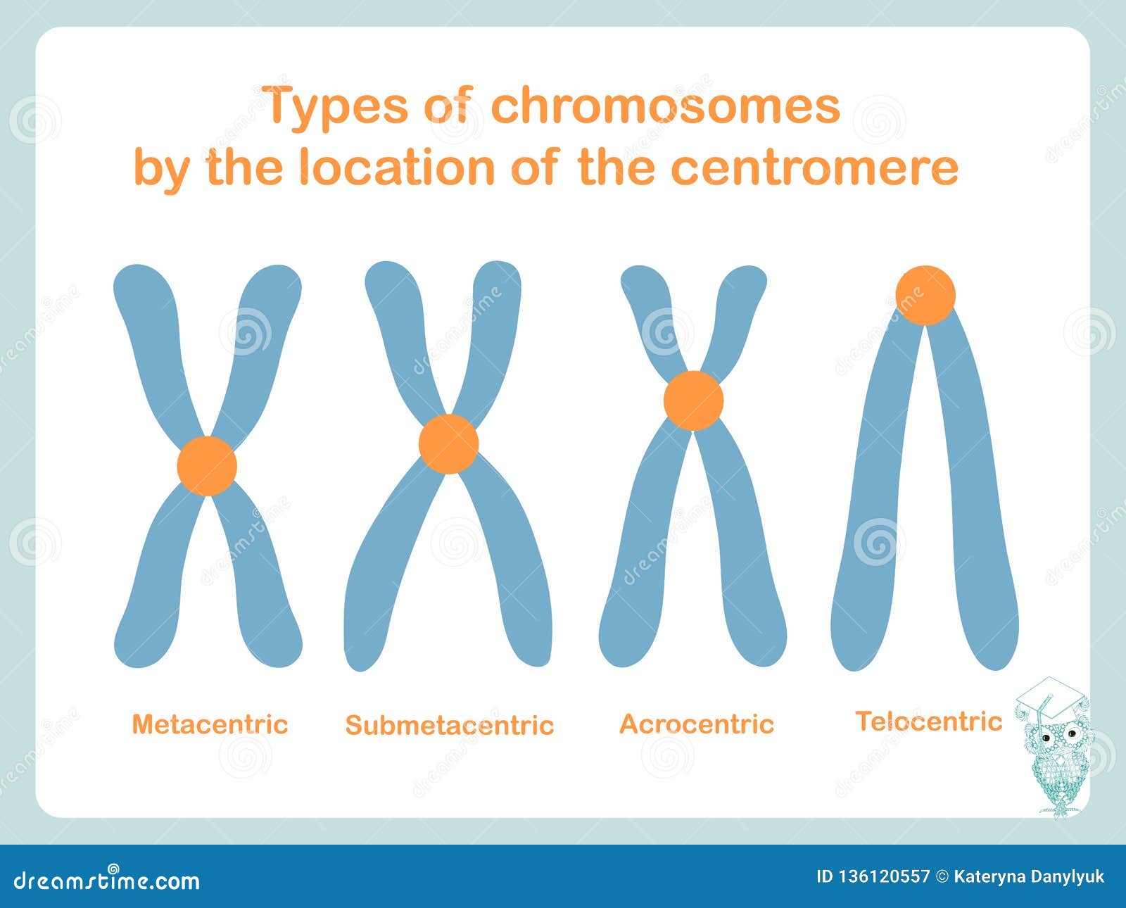 Centromere Types
