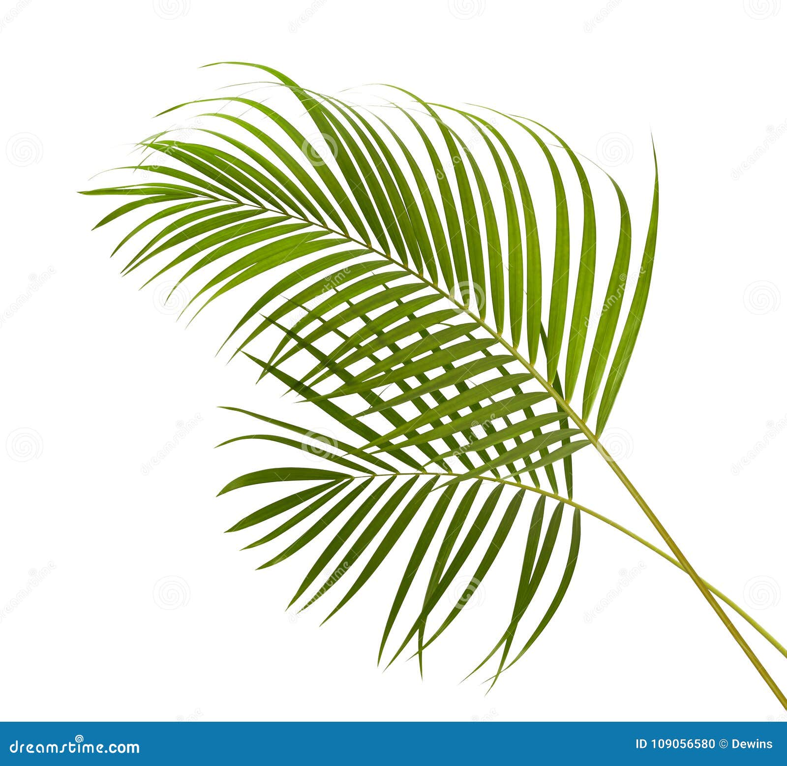 Żółta Palma Opuszcza Dypsis Lutescens Lub Złotą Trzciny Palmy Areka Palmowi Liście Tropikalny