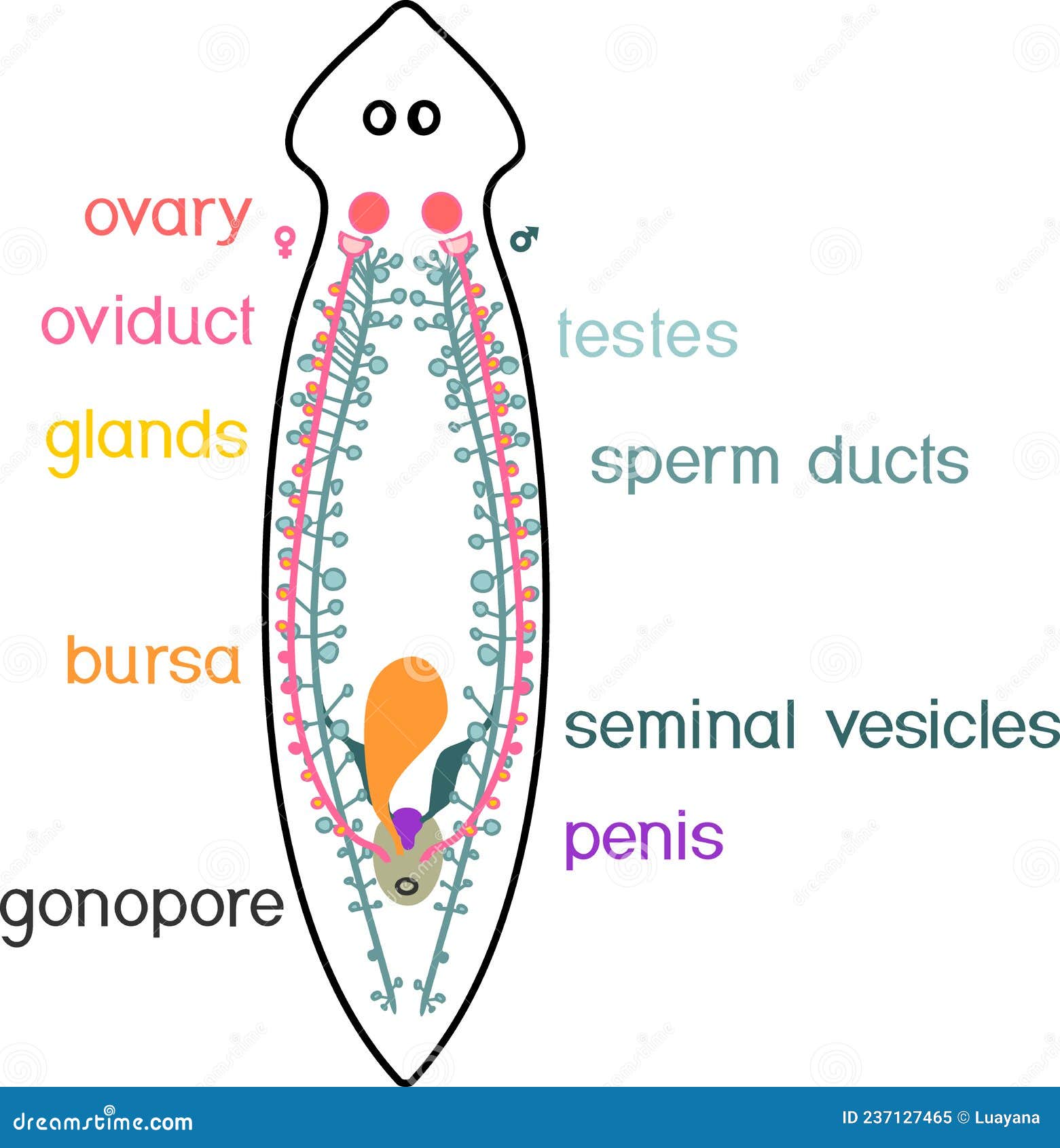 Planaria Flatworm Illustration Drawing Engraving Ink Line Art Vector
