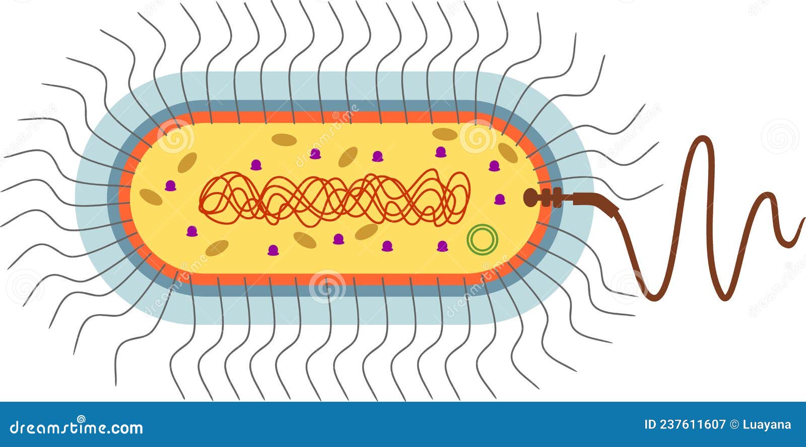 Prokaryotic Cell Structure Chart, Vector Medical Illustration ... Prokaryotic Cell Structure Chart, Vector Medical Illustration ...
