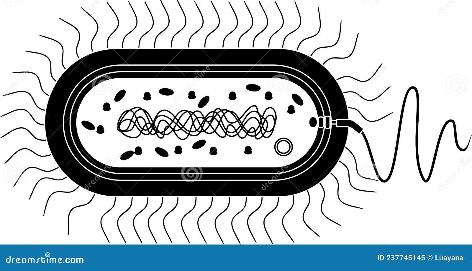 Prokaryotic Cell Structure Chart, Vector Medical Illustration ... Prokaryotic Cell Structure Chart, Vector Medical Illustration ...