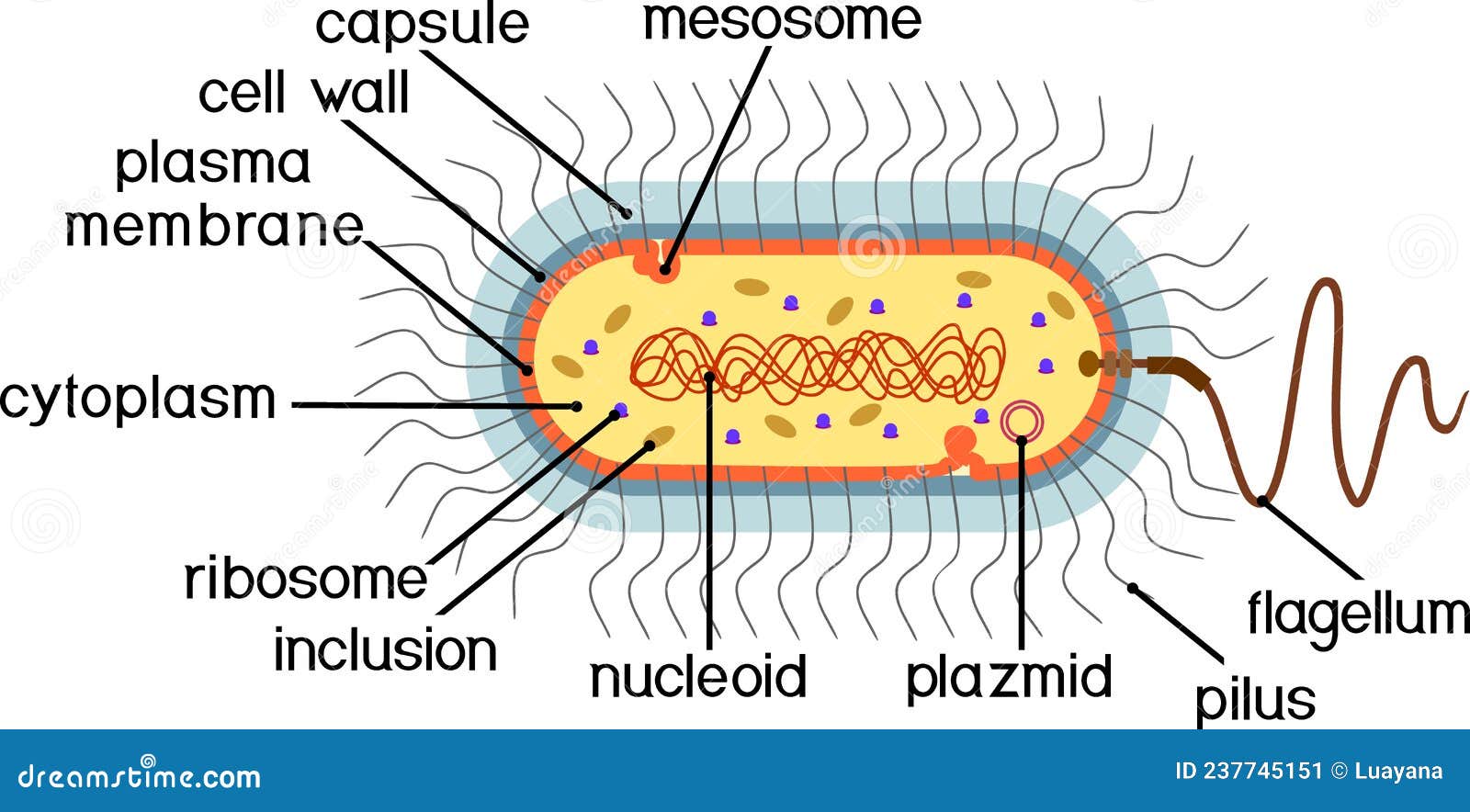 Bacterial Flagellum Cartoon Vector | CartoonDealer.com #306066861 Bacterial Flagellum Cartoon Vector | CartoonDealer.com #306066861
