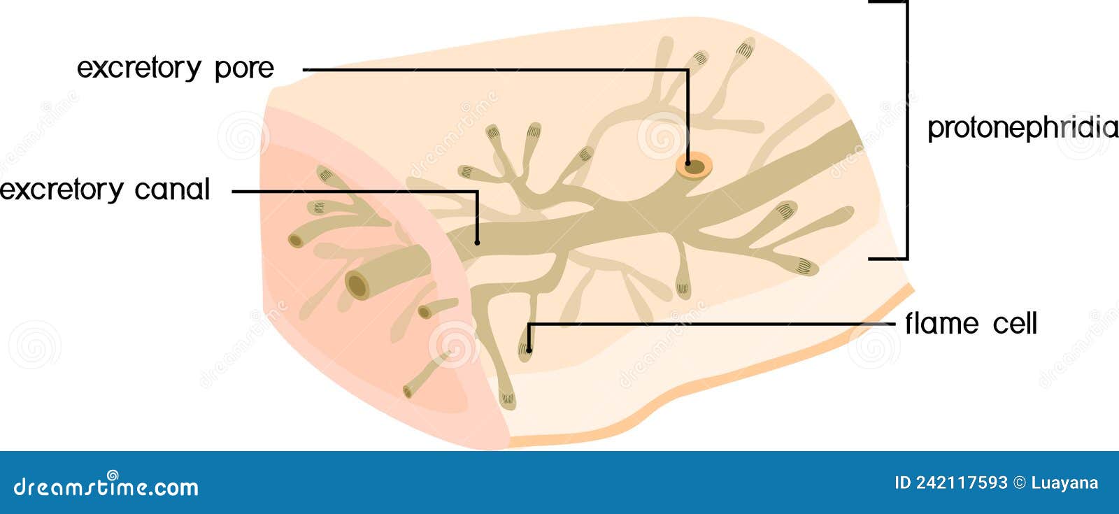 Excretory System Vector Illustration. Labeled Educational Organs ... Excretory System Vector Illustration. Labeled Educational Organs ...