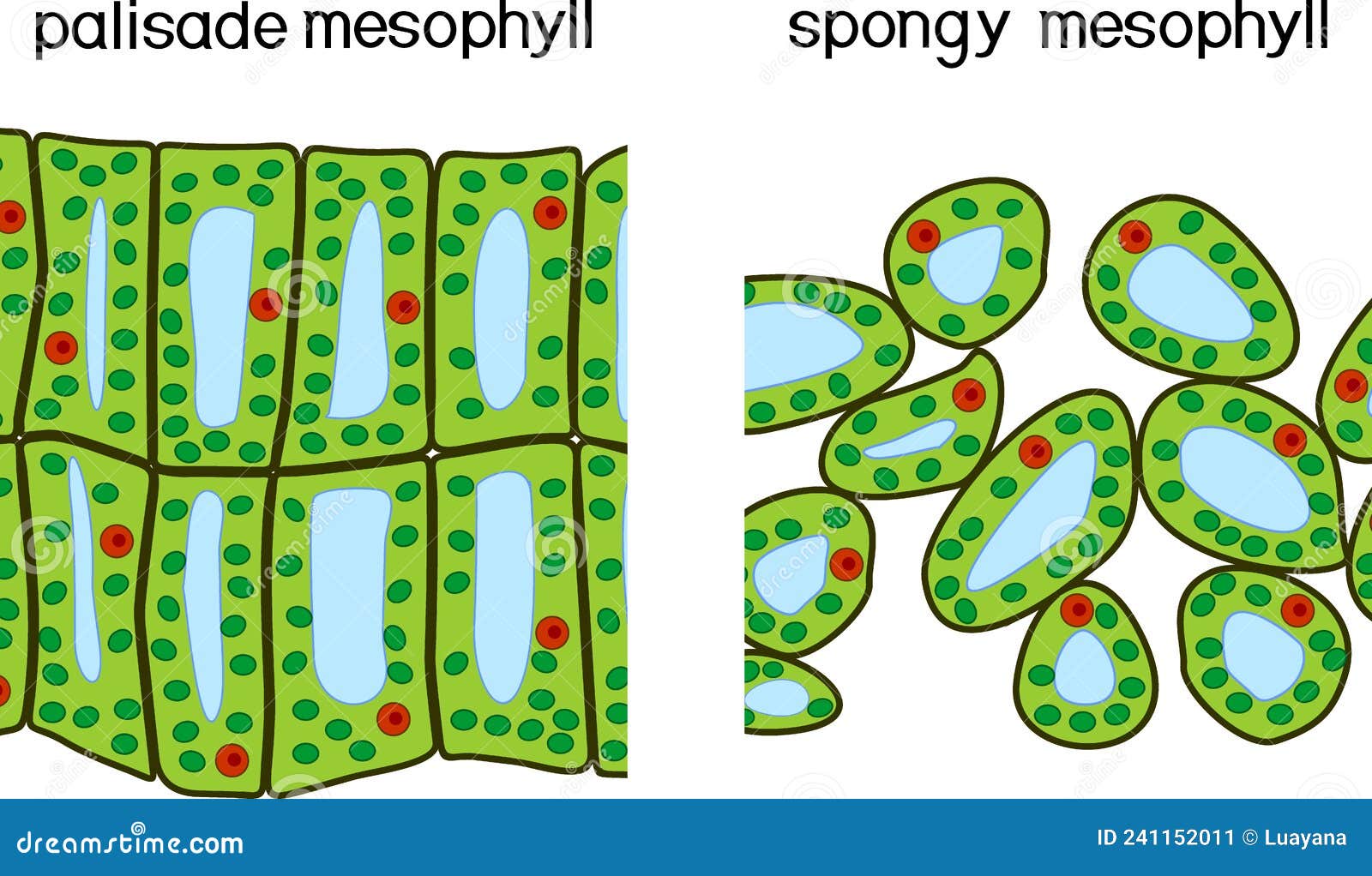 Palisade Mesophyll Cell Diagram