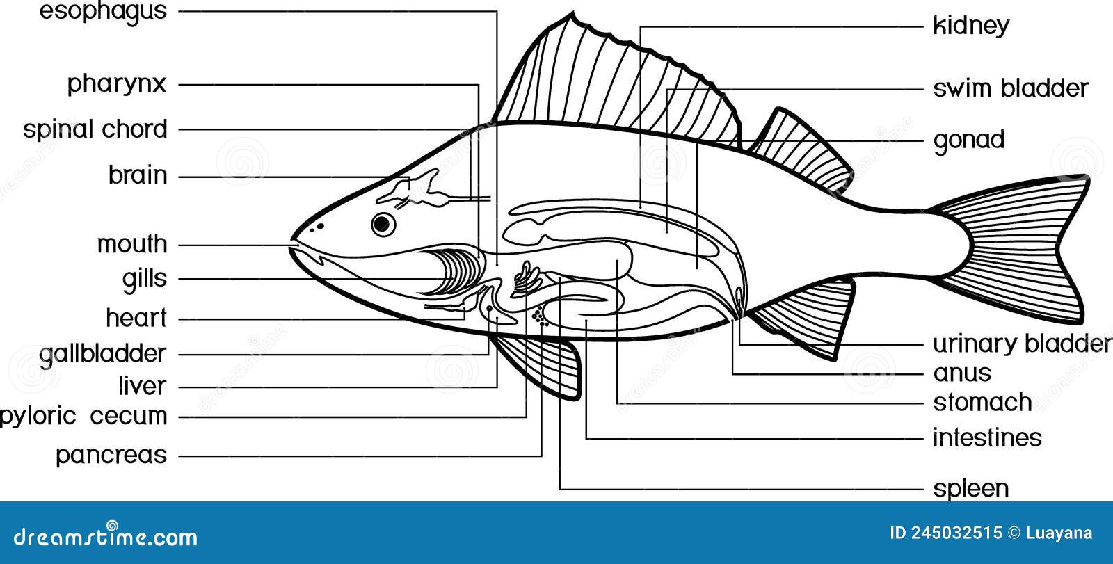 Perch Heart Diagram Labeled