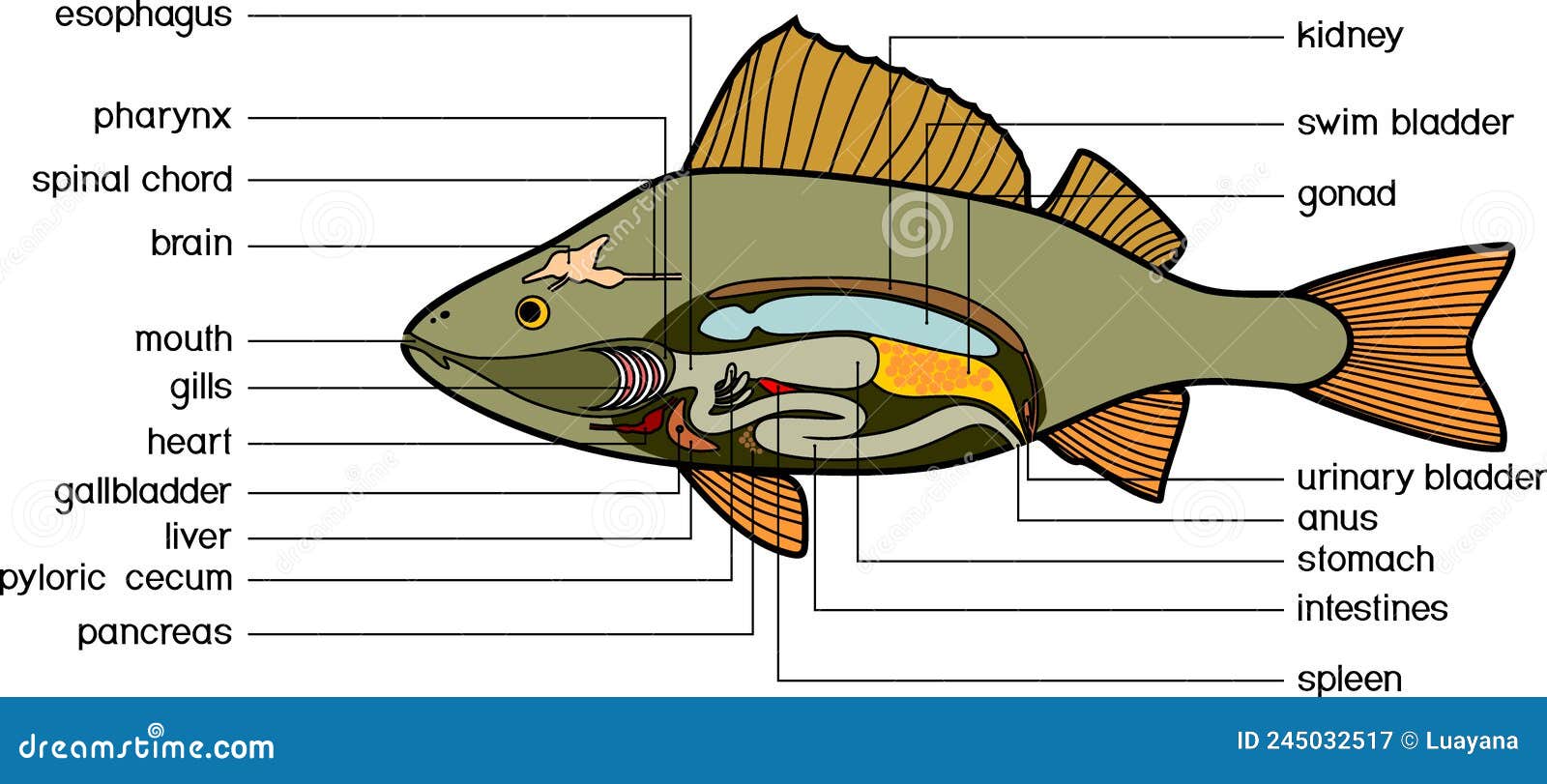 Internal Anatomy Of A Perch